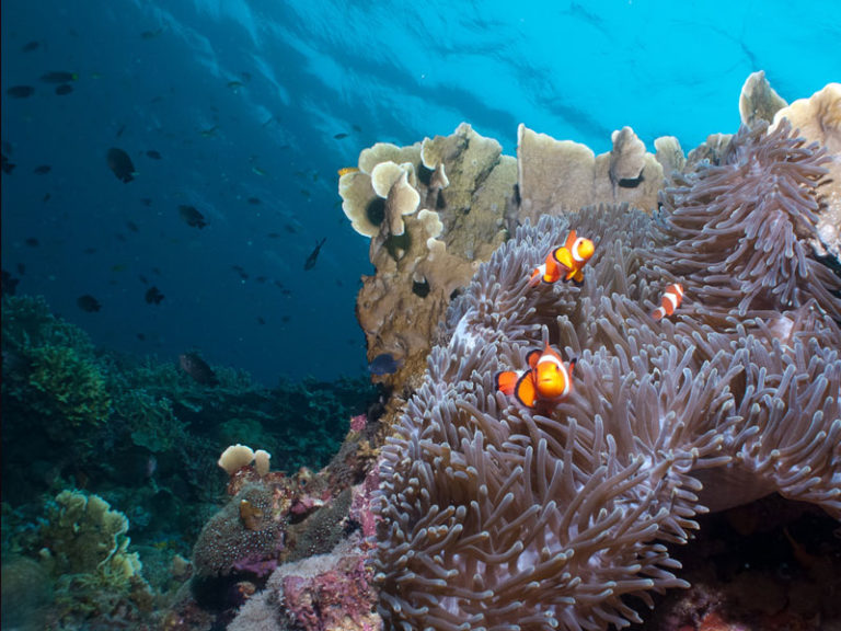 Scandi Divers Resort - Your Beachfront Paradise in Puerto Galera