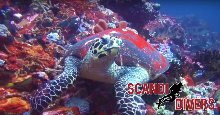 Blog – Page 3 – Scandi Divers Resort – Puerto Galera, Philippines