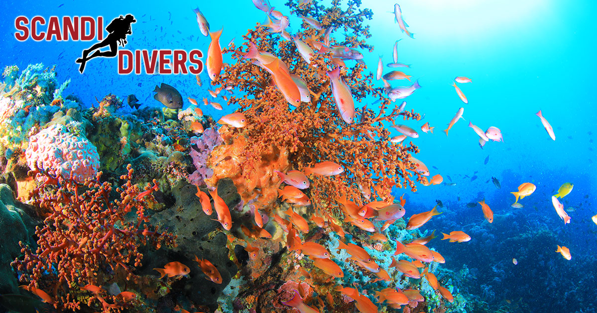 Dive Verde Island, Puerto Galera, Philippines | Scandi Divers Resort